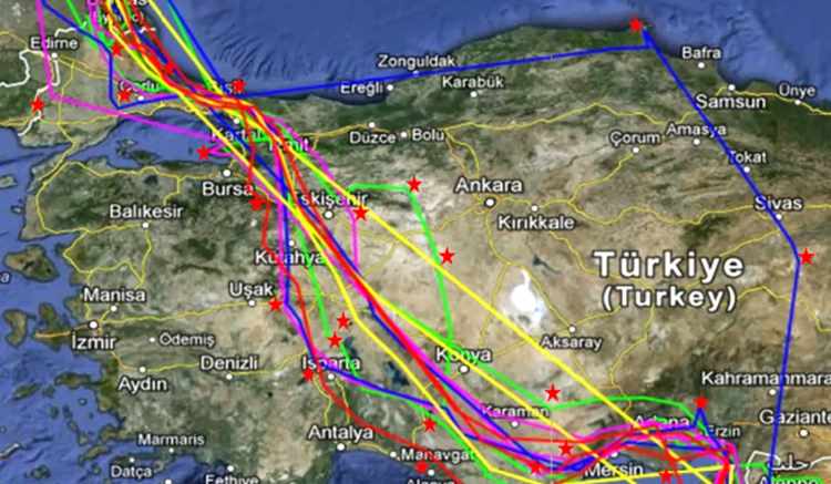 Leylek hakkında bilgi, Leyleklerin özellikleri nelerdir? - Dostkelimeler
