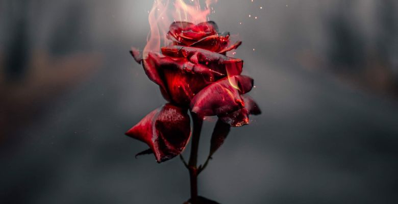 En Güzel Gül Resimleri | Dostkelimeler