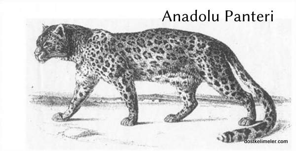 Anadolu Panteri hakkında bilgi, Anadolu Panteri Nesli Neden Tükendi