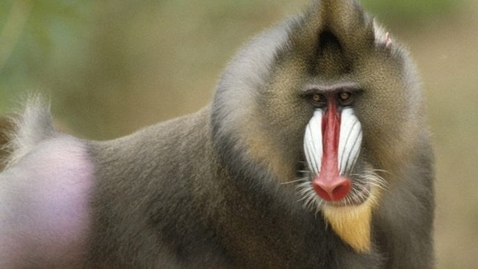 Babun hakkında bilgi, Babunlar hakkında bilgi - dostkelimeler