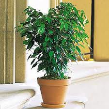 Benjamin çiçeği ve bakımı - Dostkelimeler