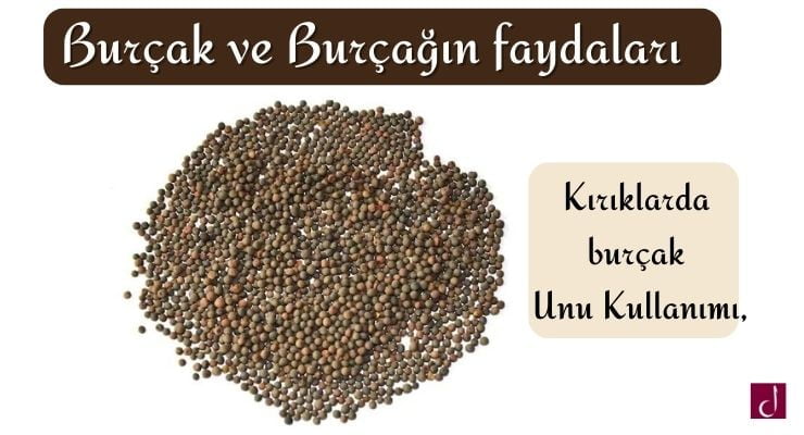 Burçak ve Burçağın faydaları - Kırıklara burçak unu -Dostkelimeler