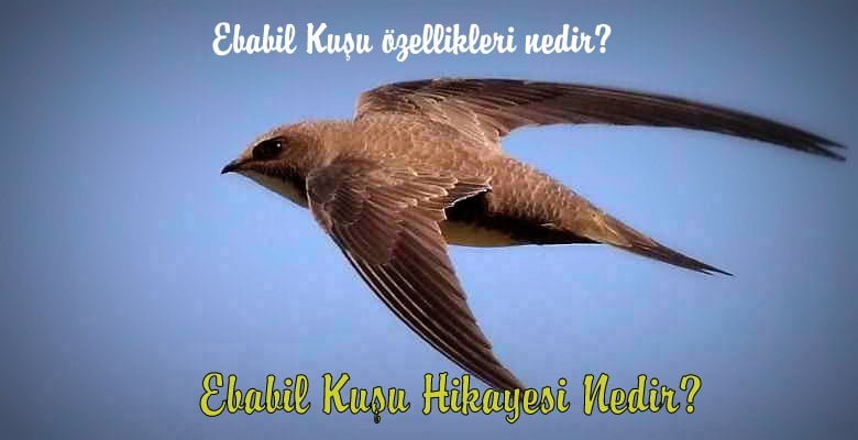 Ebabil Kuşu