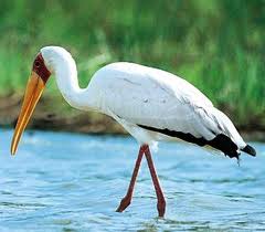 Leylek hakkında bilgi, Leyleklerin özellikleri nelerdir? - Dostkelimeler