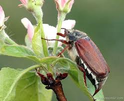 Mayıs Böceği hakkında bilgi - Dostkelimeler