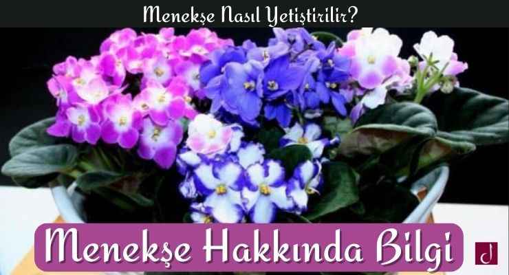 Menekşe hakkında bilgi - Menekşe Nasıl Yetiştirilir? - Dostkelimeler