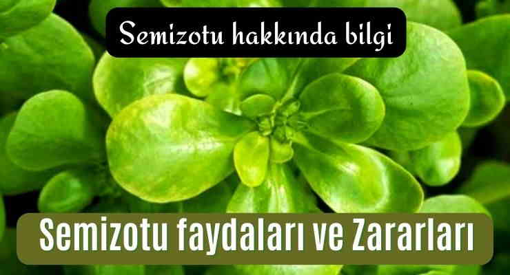 Semizotu hakkında bilgi - Pirpirim otu Faydaları - Dostkelimeler