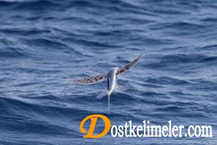 Uçan Balıklar hakkında bilgi