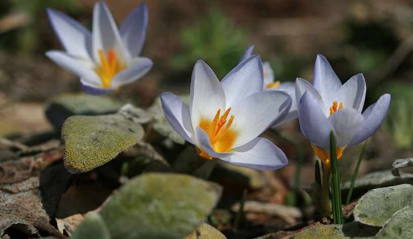 Çiğdem Çiçeğinin Faydaları - Dostkelimeler
