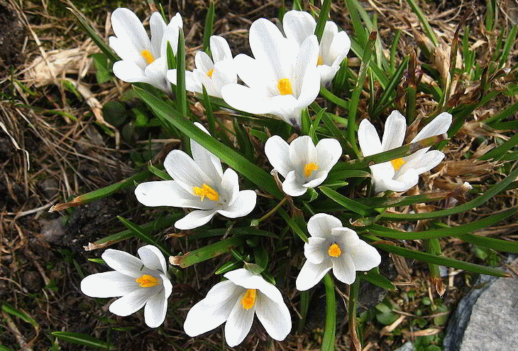 Çiğdem Çiçeğinin Faydaları - Dostkelimeler