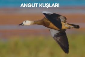 Dostkelimeler - Türkiye'nin en büyük güzel sözler, ayetler ve hadisler ...